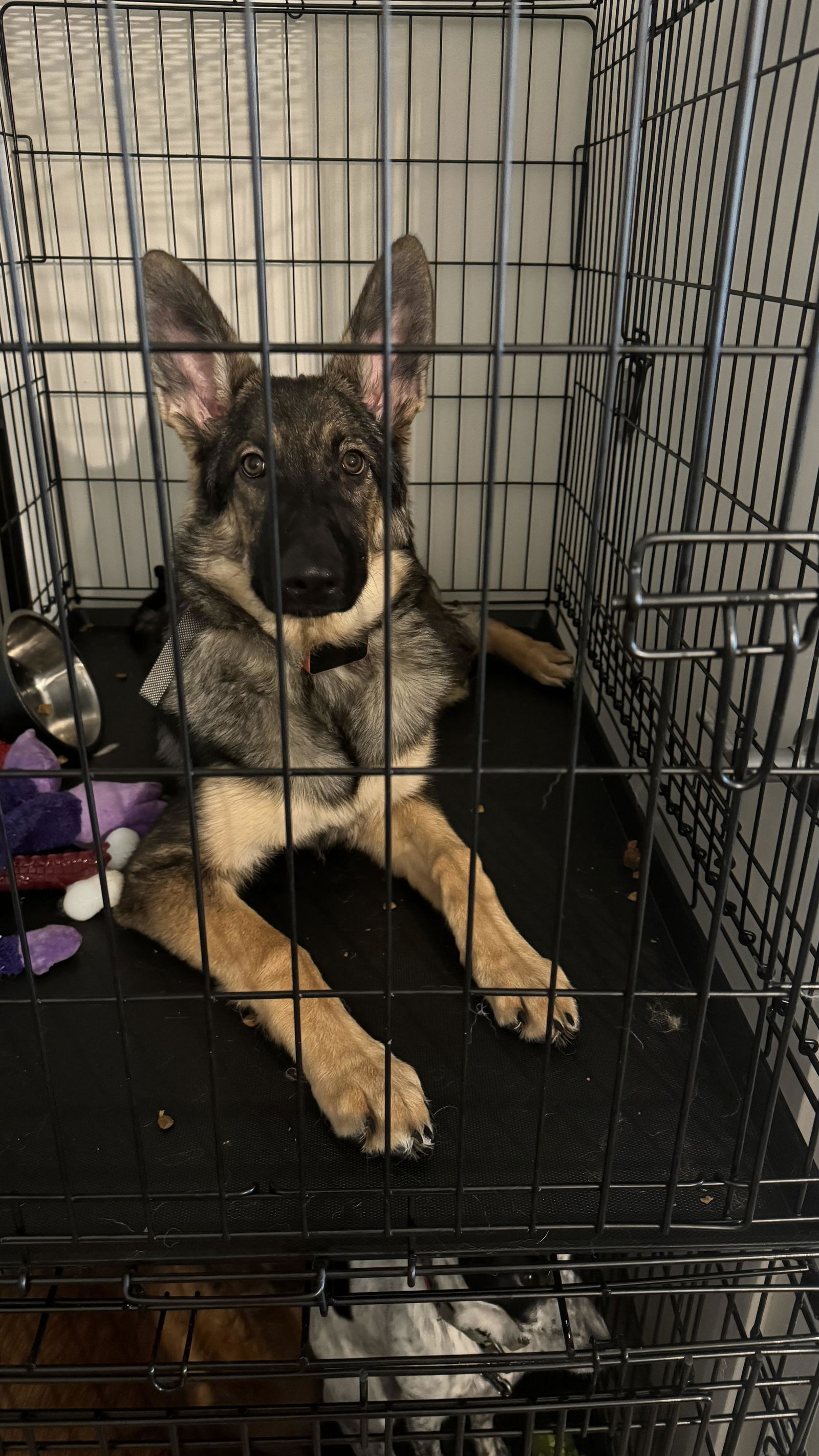 Dog for Adoption - Delilah, a German Shepherd Dog in White Bear Lake ... Dog for Adoption - Delilah, a German Shepherd Dog in White Bear Lake ...