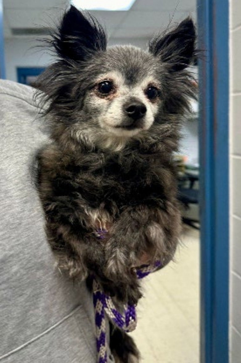 Dog for Adoption - Erma, a Pomeranian in Saint Michael, MN | Alpha Paw