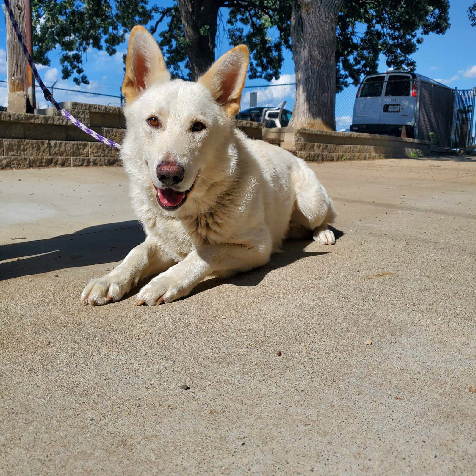 Dog for Adoption - Casper, a German Shepherd Dog in Winsted, MN | Alpha Paw