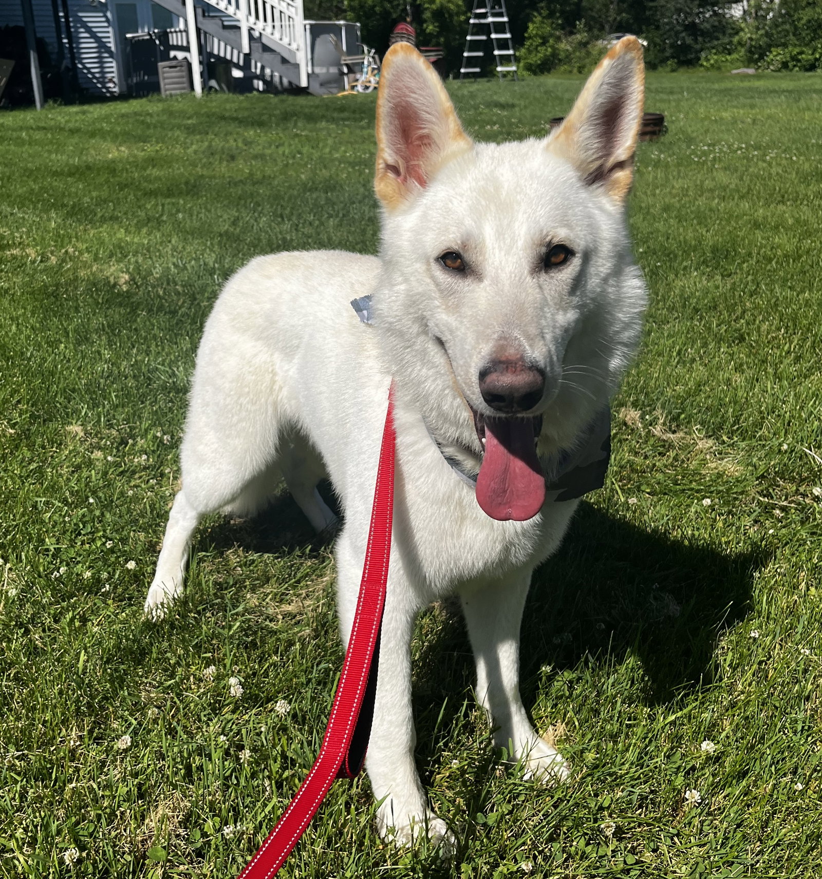 Dog for Adoption - Casper, a German Shepherd Dog in Edina, MN | Alpha Paw