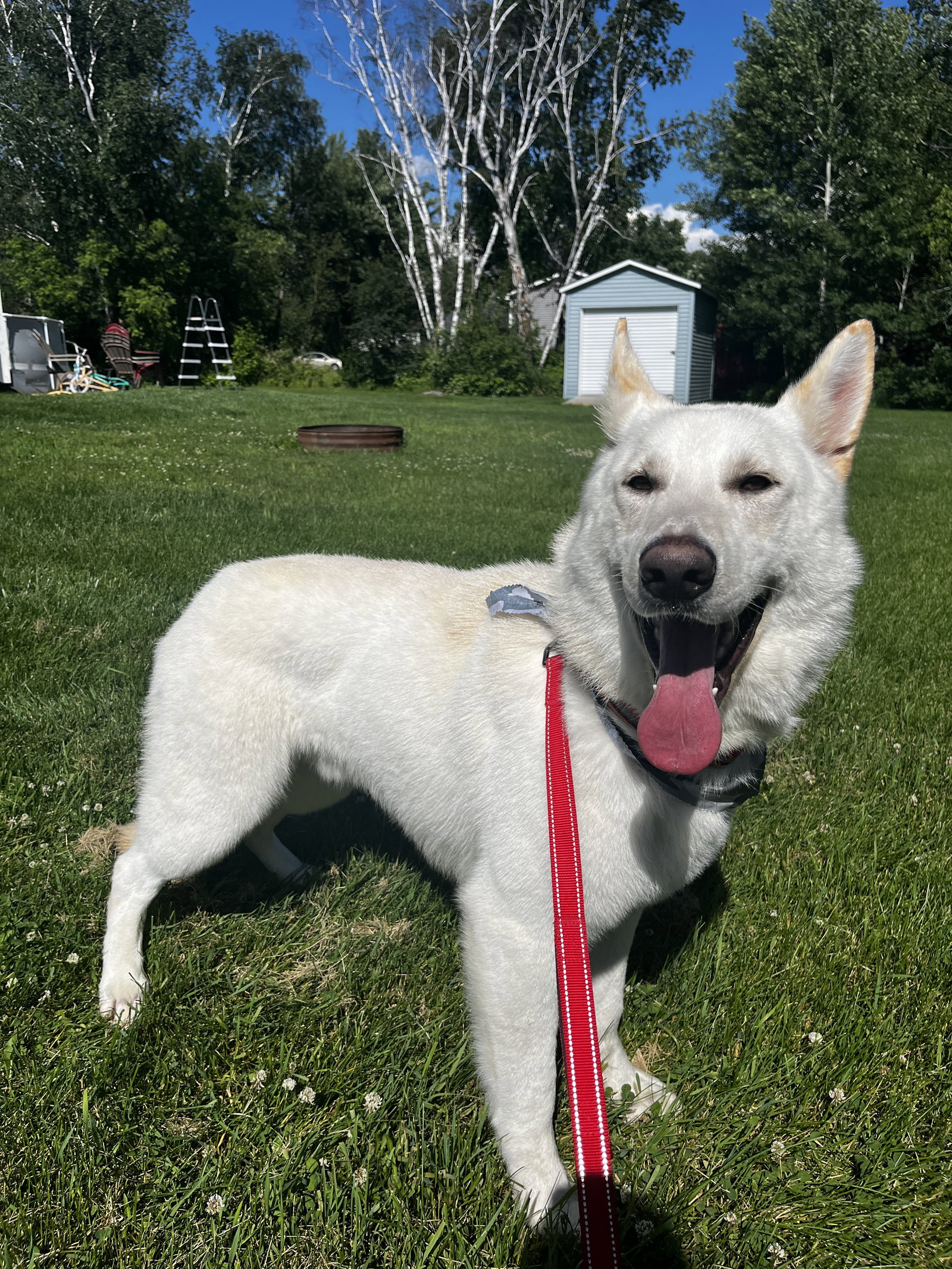 Dog for Adoption - Casper, a German Shepherd Dog in Edina, MN | Alpha Paw