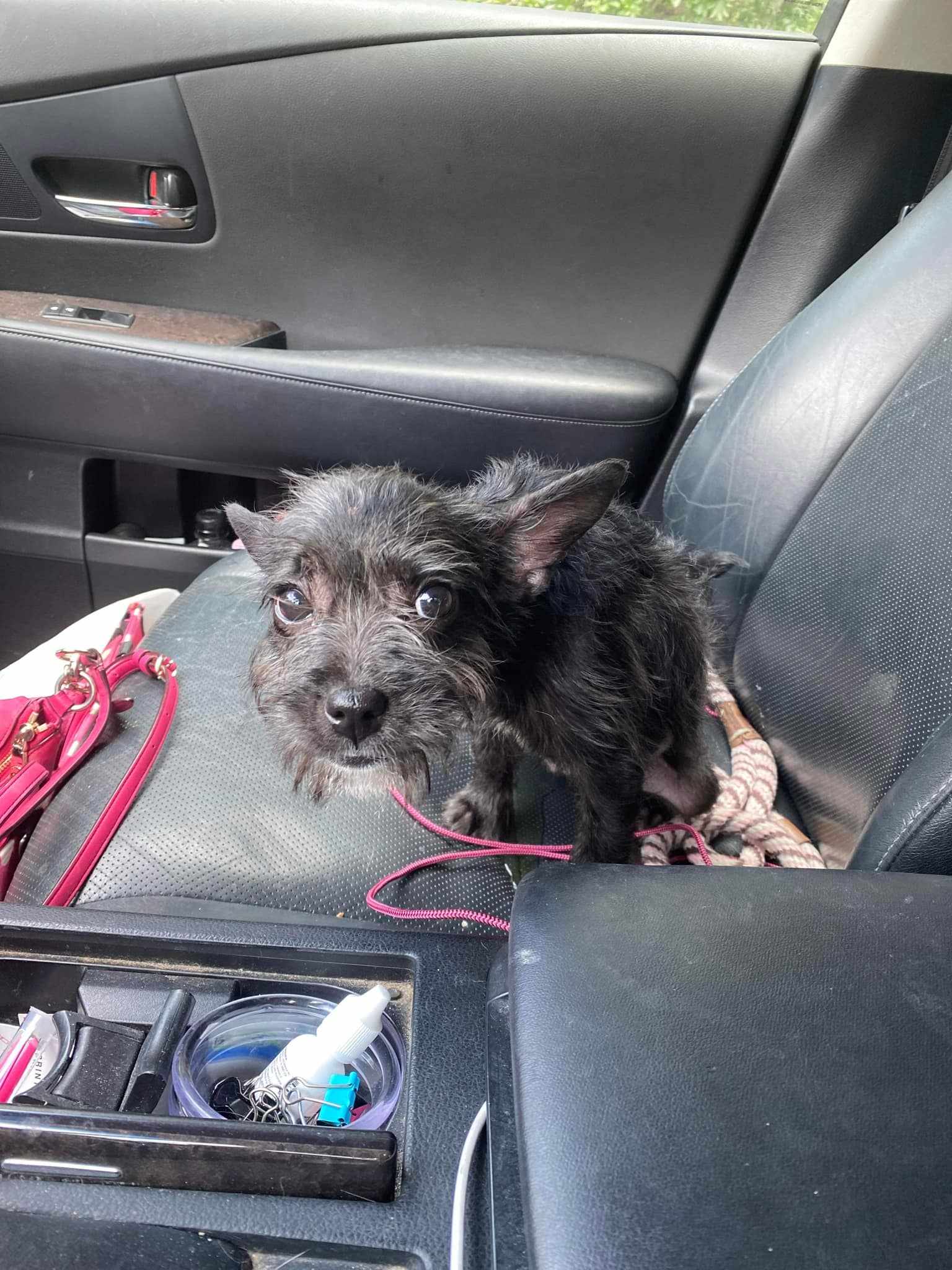 Dog for Adoption - Eclair *Arriving 7/13*, a Yorkshire Terrier Yorkie ...