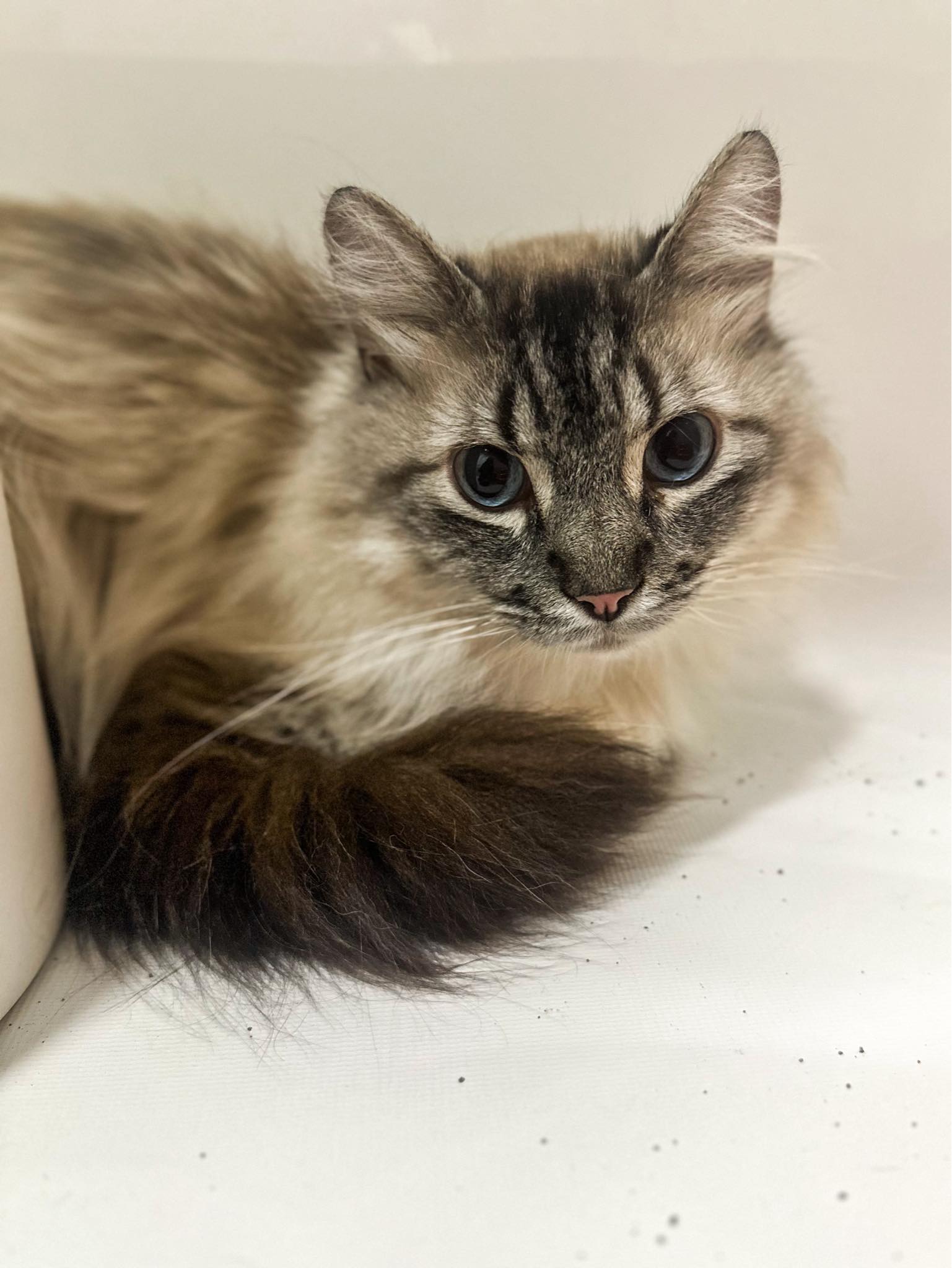 Cats for Adoption in White Bear Lake, Minnesota | Alpha Paw