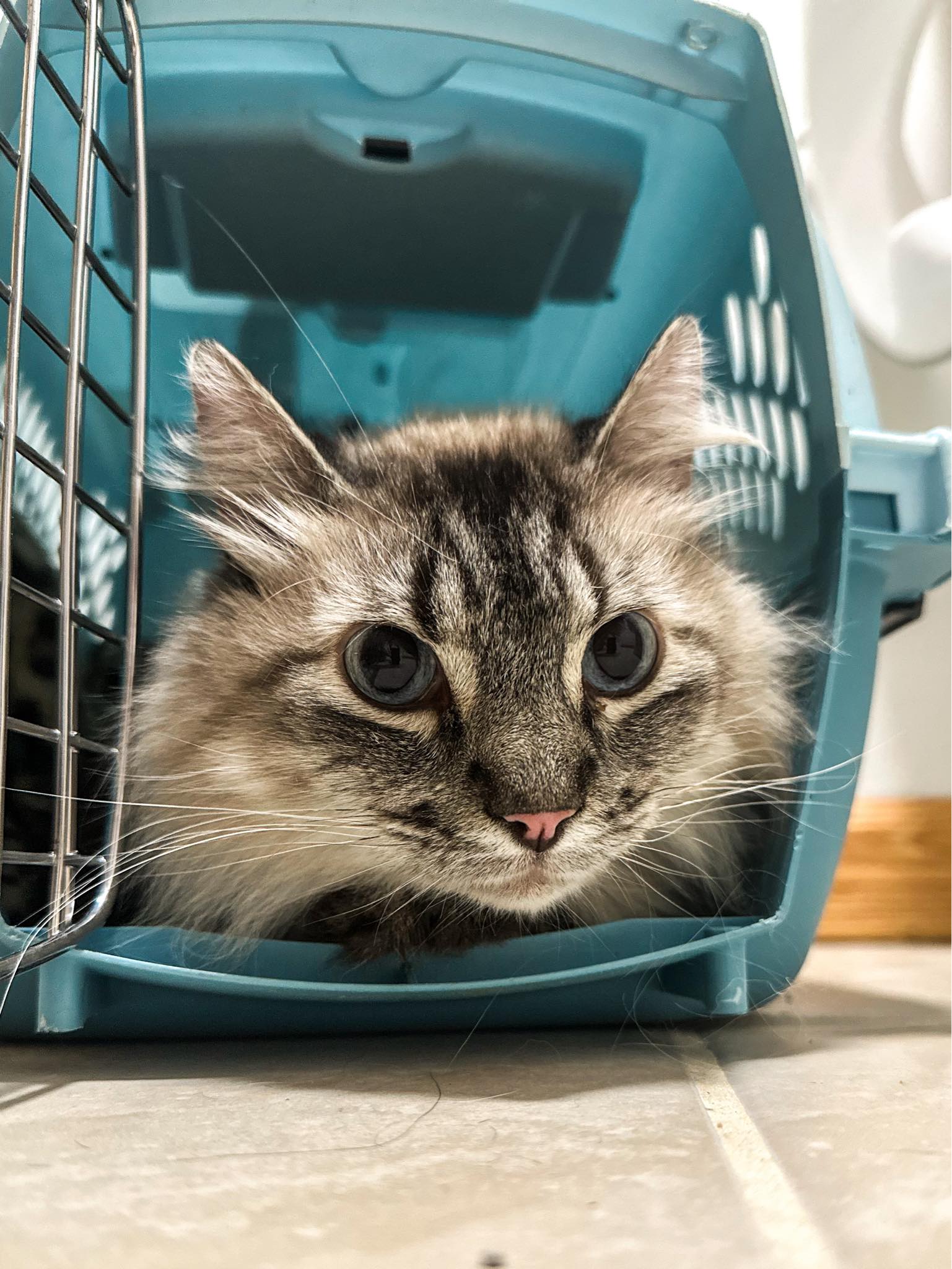 Cats for Adoption in White Bear Lake, Minnesota | Alpha Paw