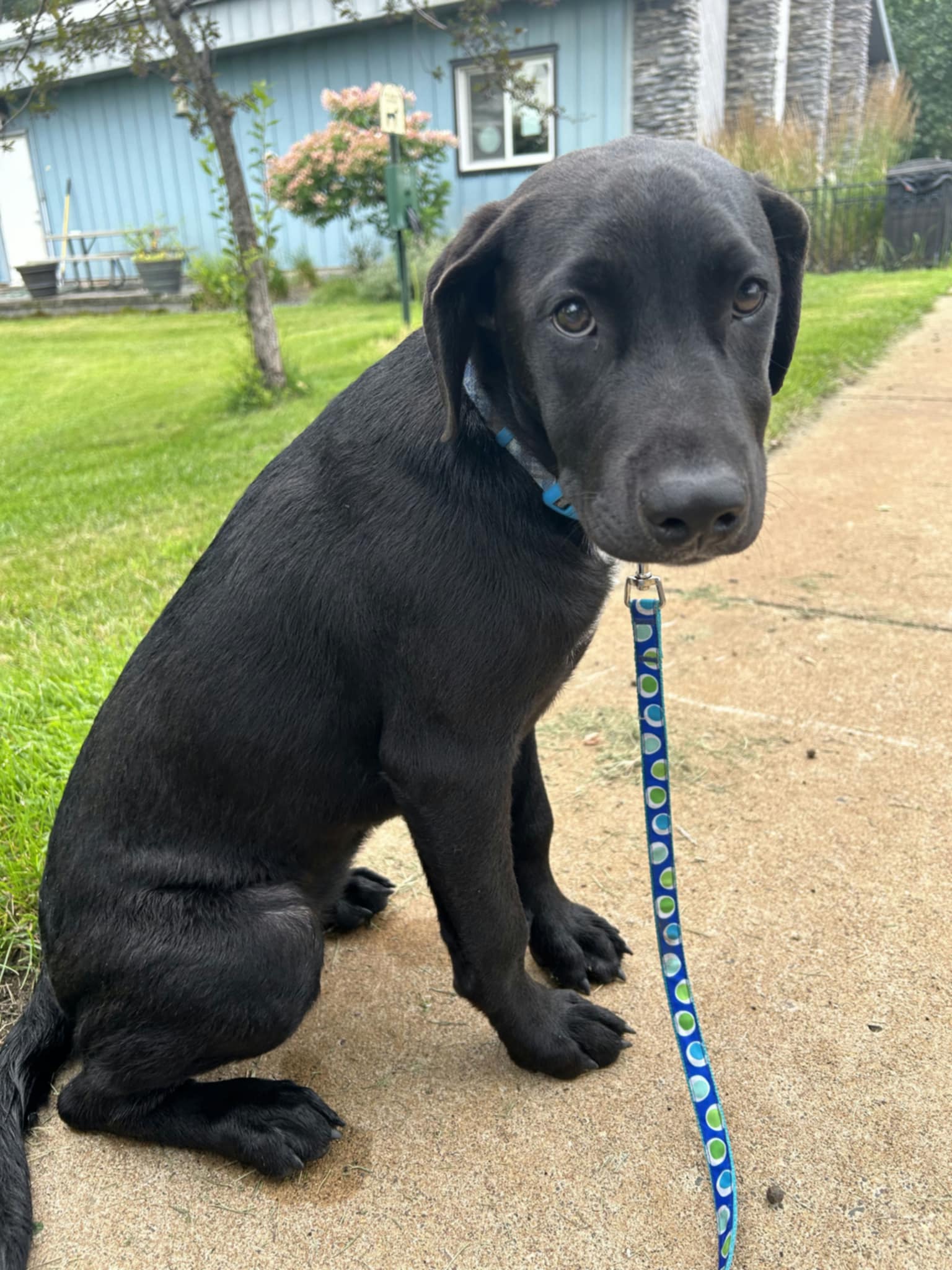 Dog for Adoption - Claire, a Black Labrador Retriever in Foley, MN ...