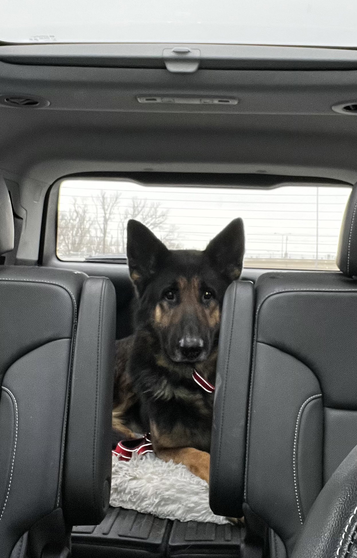 Dog for Adoption - Maui, a German Shepherd Dog in Edina, MN | Alpha Paw