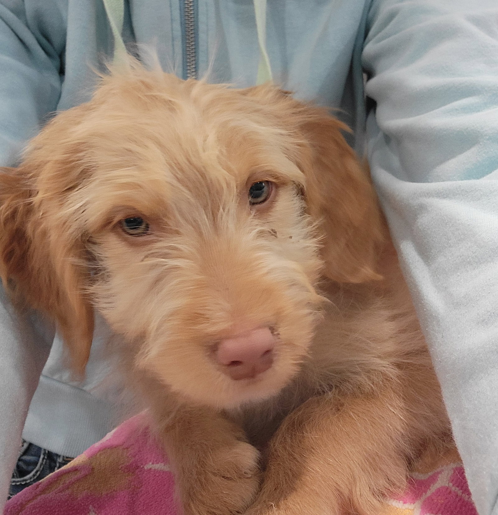 Dog for Adoption - Gordon, a Golden Retriever in Roseville, MN | Alpha Paw