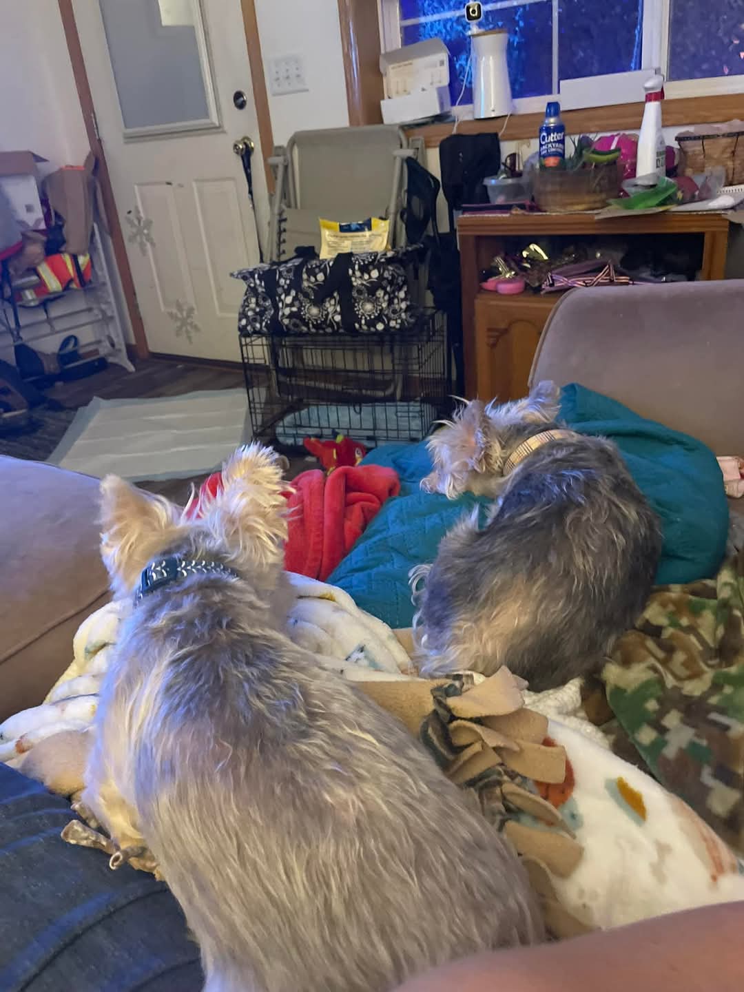 Dog for Adoption - Lucy, a Yorkshire Terrier Yorkie in Sartell, MN ...