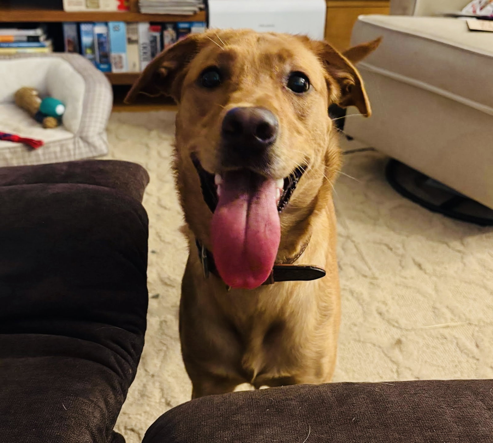 Dog for Adoption - Indy, a Labrador Retriever in Stearns County, MN ...