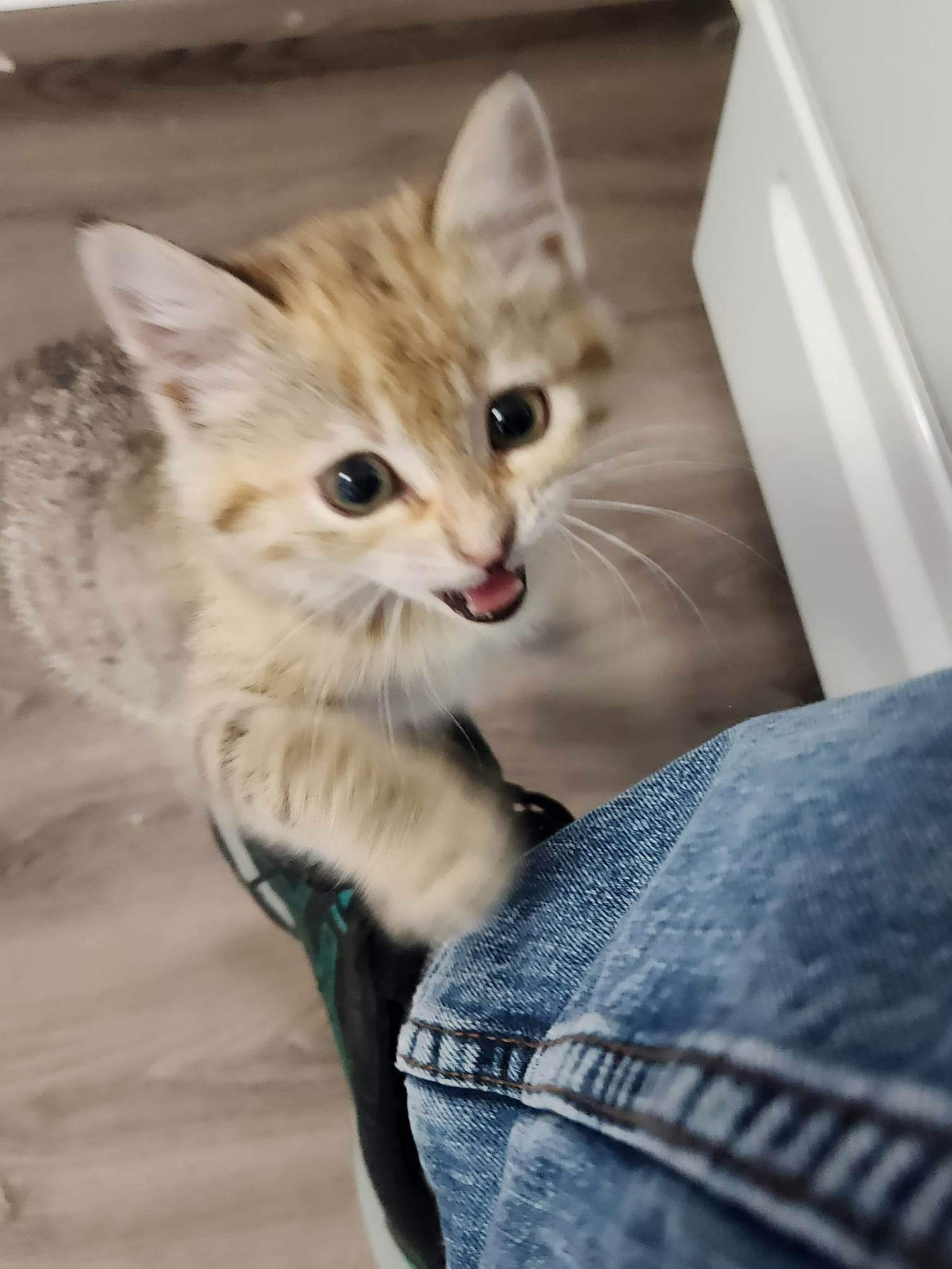 Cats for Adoption in Dover Base Housing, Delaware | Alpha Paw