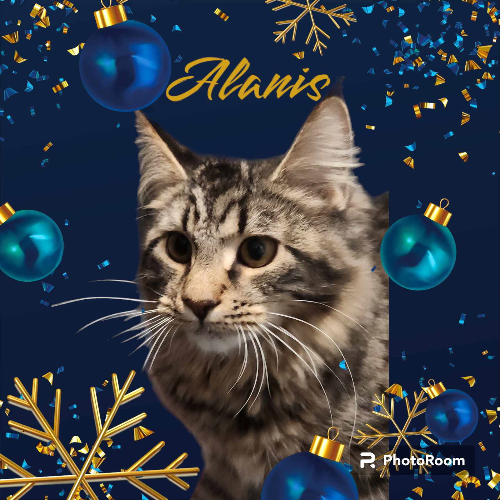 Cats for Adoption in Georgetown, Delaware | Alpha Paw