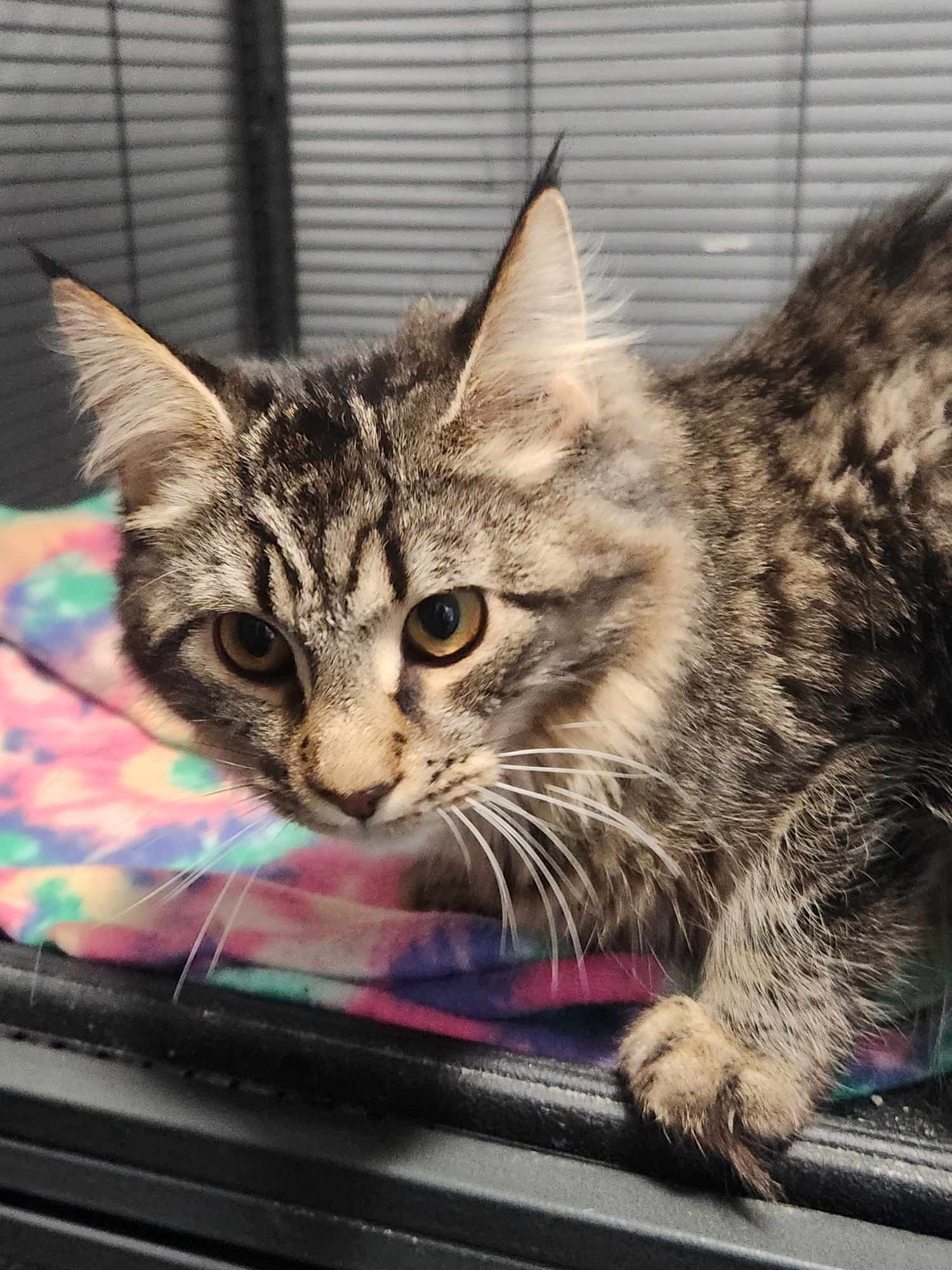 Cats for Adoption in Dover Base Housing, Delaware | Alpha Paw