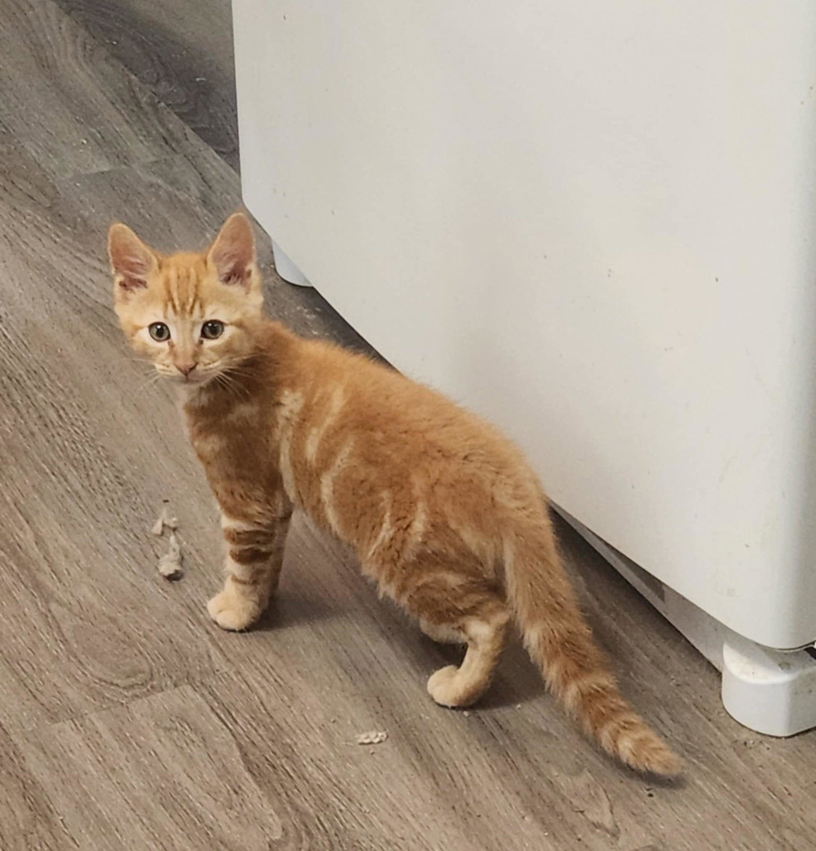 Cats for Adoption in Rehoboth Beach, Delaware | Alpha Paw