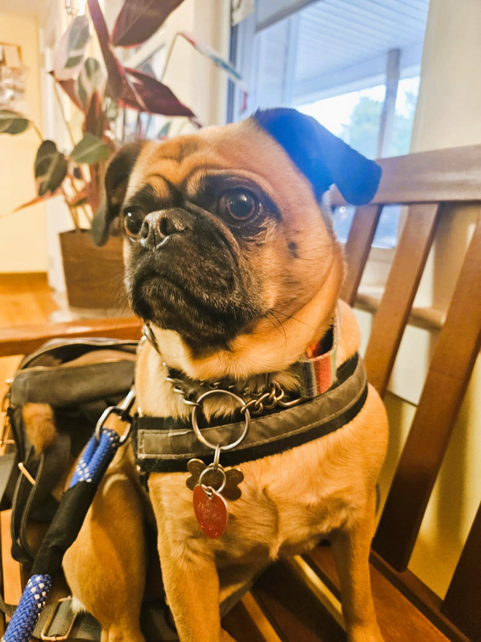 Available Pugs – Pug Rescue Of New England