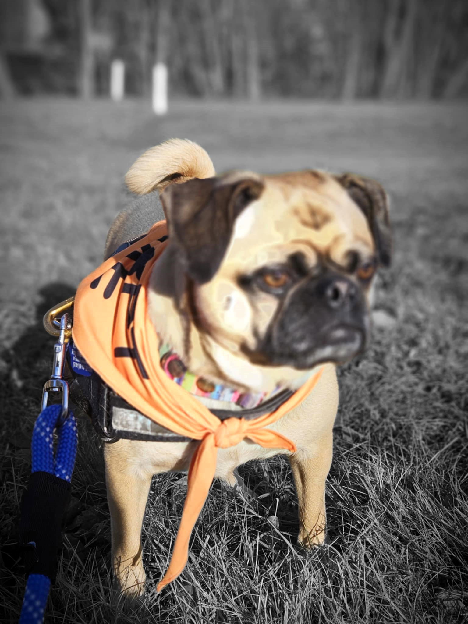 Available Pugs – Pug Rescue Of New England