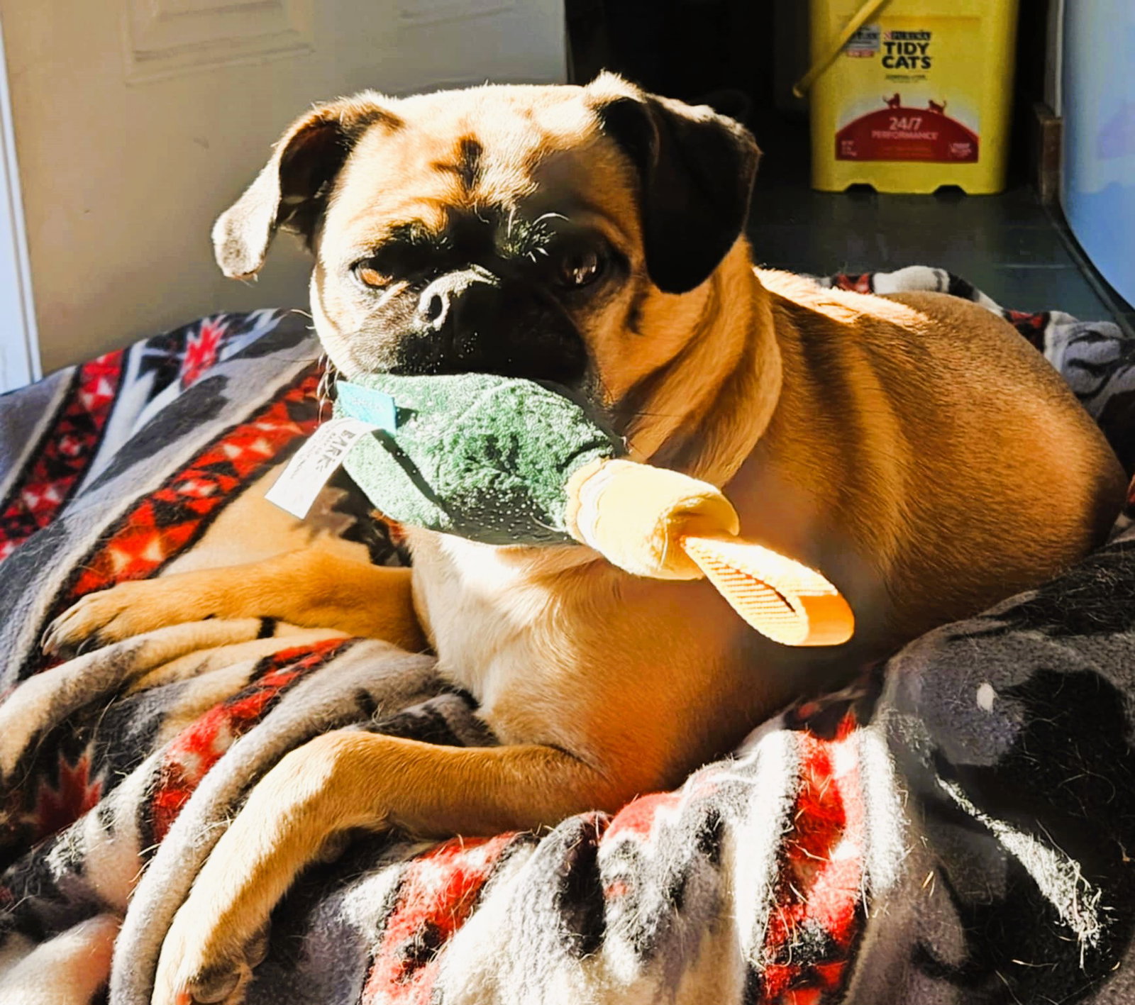 Available Pugs – Pug Rescue Of New England