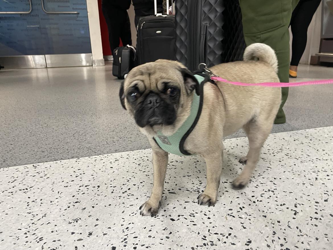 Available Pugs – Pug Rescue Of New England