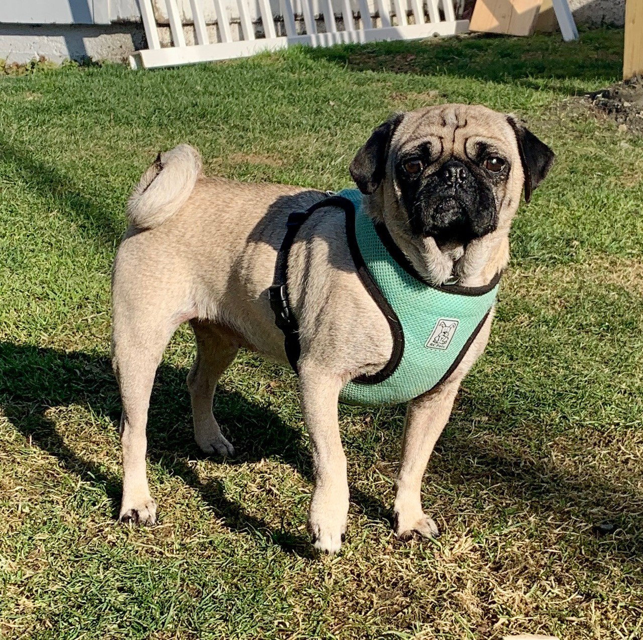Available Pugs – Pug Rescue Of New England