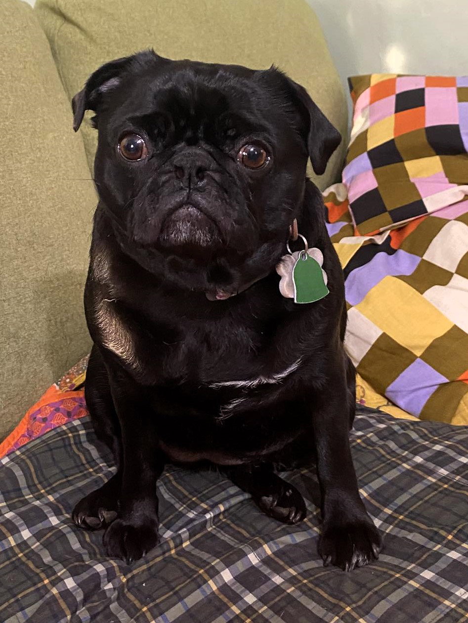 Available Pugs – Pug Rescue Of New England