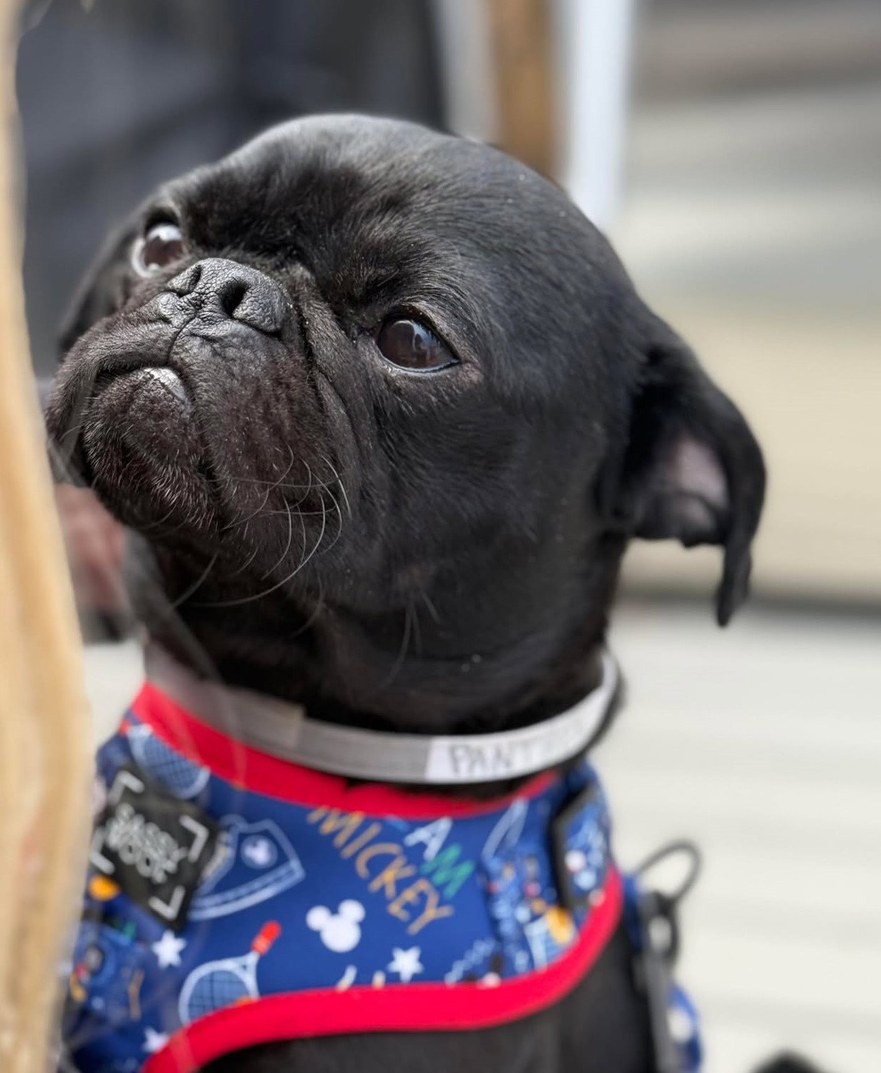 Available Pugs – Pug Rescue Of New England