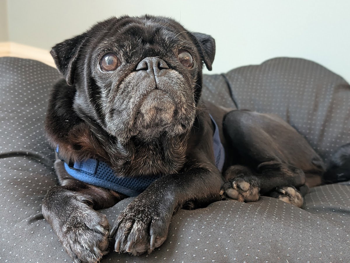 Available Pugs – Pug Rescue Of New England