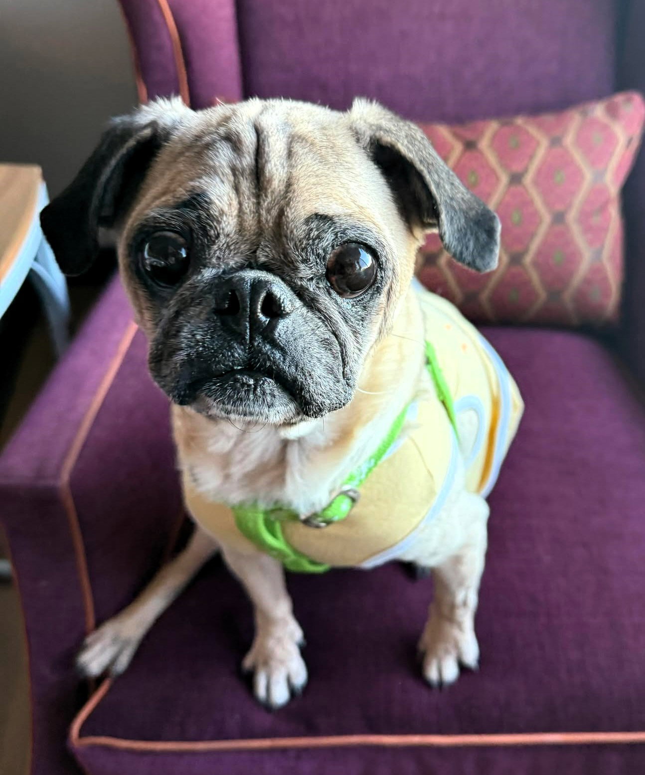Available Pugs – Pug Rescue Of New England