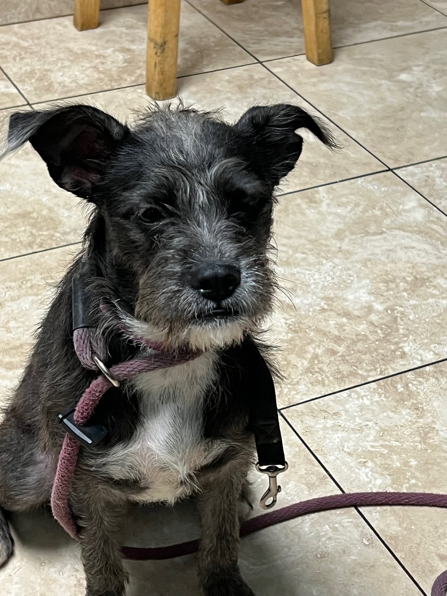 Dog for Adoption - Sage, a Schnauzer in Jamaica Beach, TX | Alpha Paw