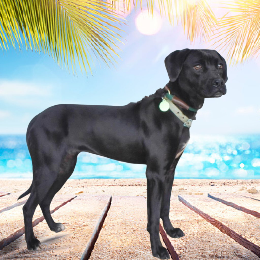 Dog for Adoption - Cookie, a Black Labrador Retriever in Forked River ...