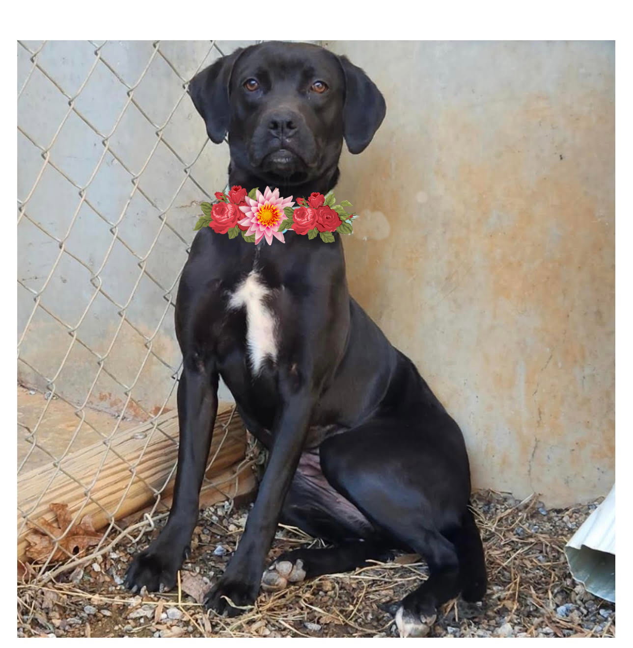 Dog for Adoption - Cookie, a Black Labrador Retriever in Forked River ...