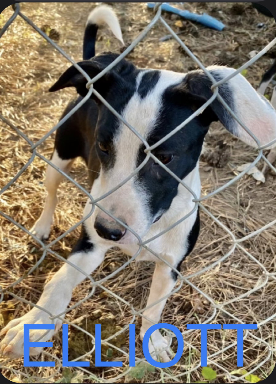 Dog for Adoption - Elliot, a Border Collie in Vista Center, NJ | Alpha Paw