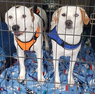 Dog for Adoption - Bonded Pair, a Australian Shepherd in Forked River ...
