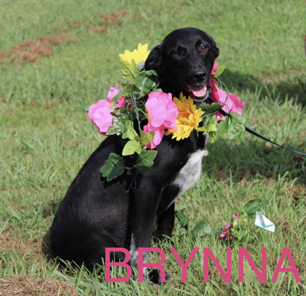 Dog for Adoption - BLACK LAB PUPS , BLACK LAB, a Labrador Retriever in ...