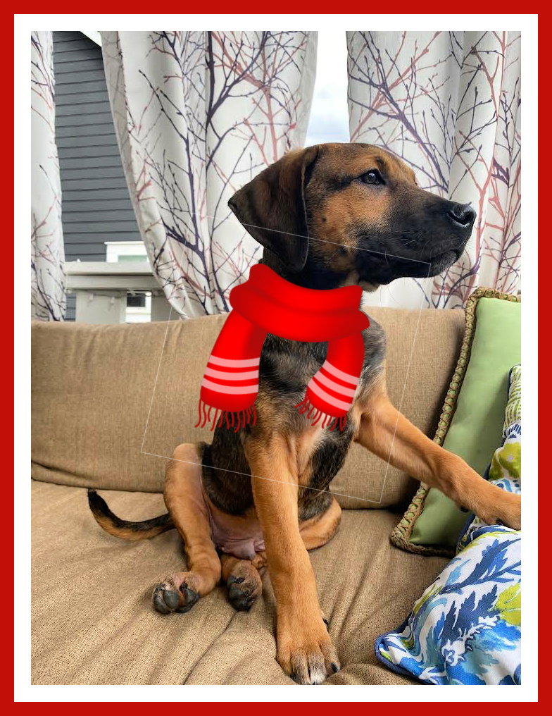 Dog for Adoption - Ace, a Shepherd in Newport, DE | Alpha Paw