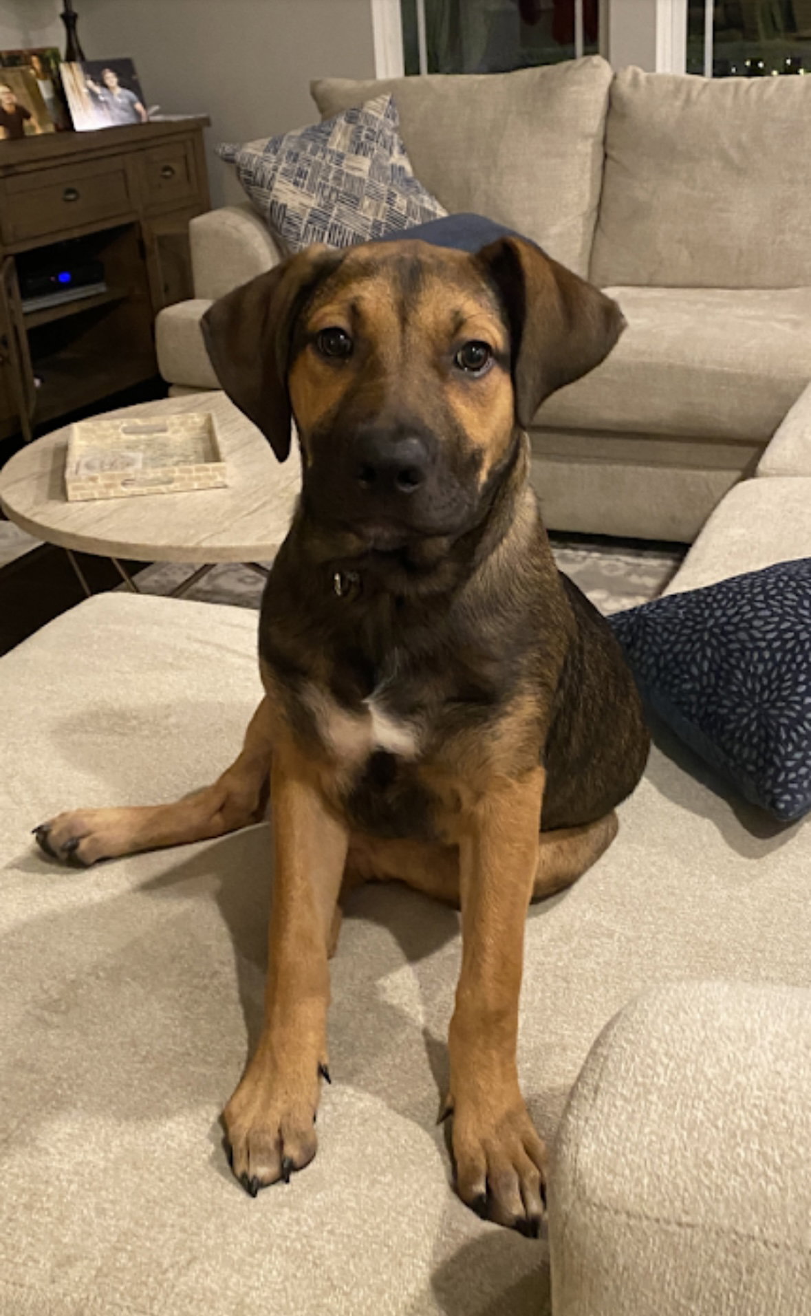 Dog for Adoption - Ace, a Shepherd in Newport, DE | Alpha Paw