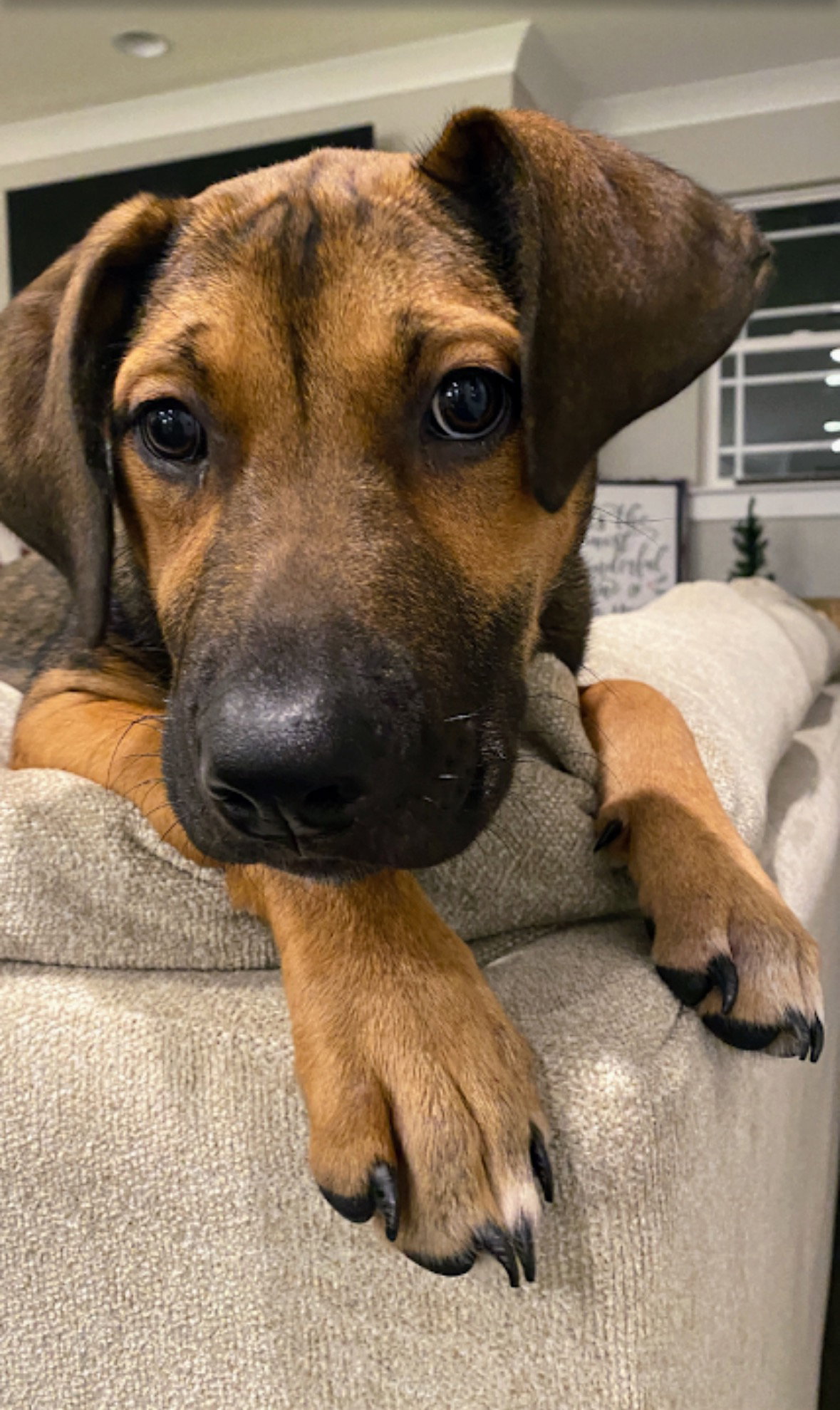 Dog for Adoption - Ace, a Shepherd in Mays Landing, NJ | Alpha Paw