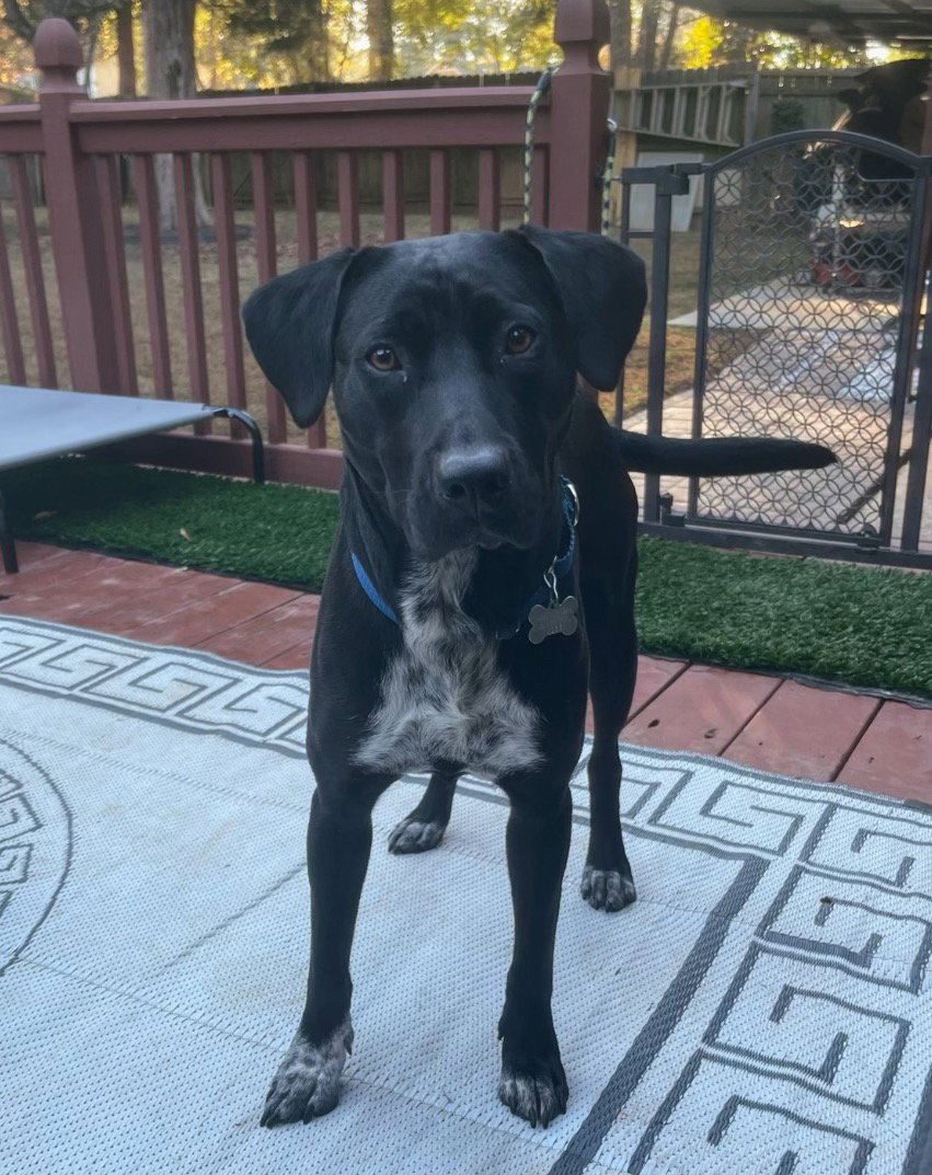 Dog for Adoption - Missy, a Labrador Retriever in Linwood, NJ | Alpha Paw