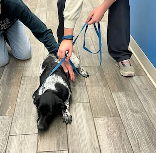 Dog for Adoption - Penn, a Border Collie in Jackson, NJ | Alpha Paw