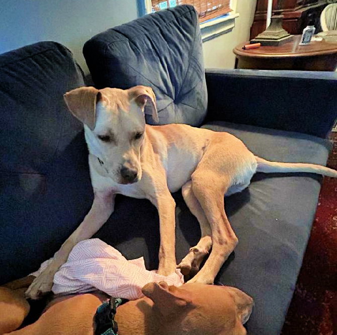 Dog for Adoption - BUFF COLORED LABS, a Labrador Retriever in Ocean ...