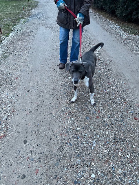Dog for Adoption - Silver lab mix, a Labrador Retriever in Newport, DE ...