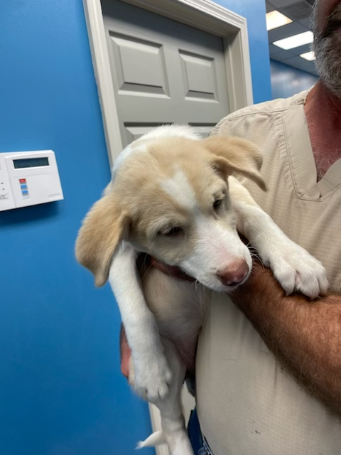 Dog for Adoption - Buff colored labs, a Labrador Retriever in New ...