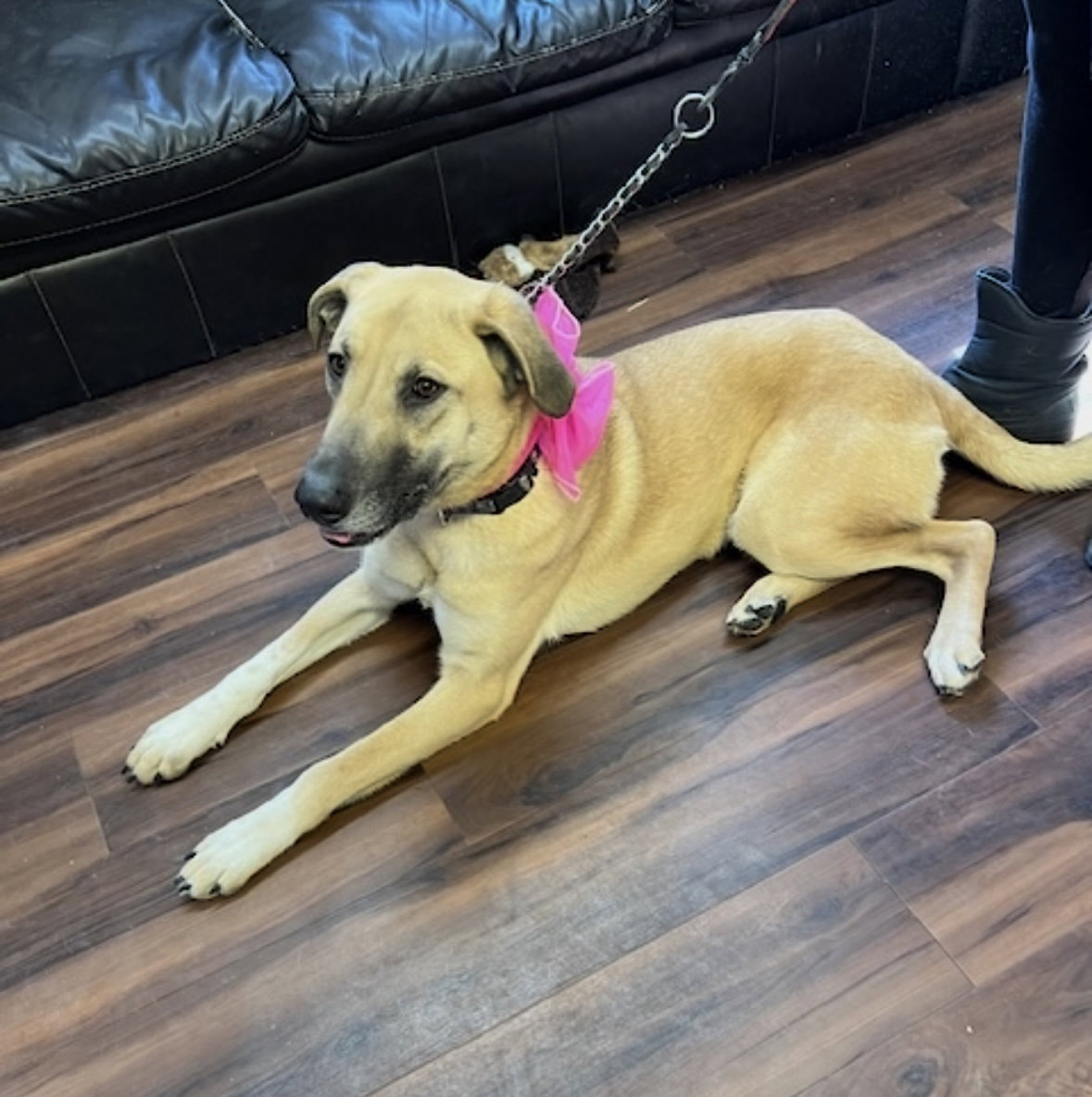 Dog for Adoption - Golden lab mix ( female), a Labrador Retriever in ...