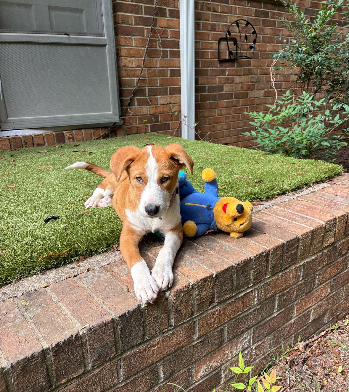 Dog adoption in Mount Laurel, NJ 08054: Border Collie / Shetland ...