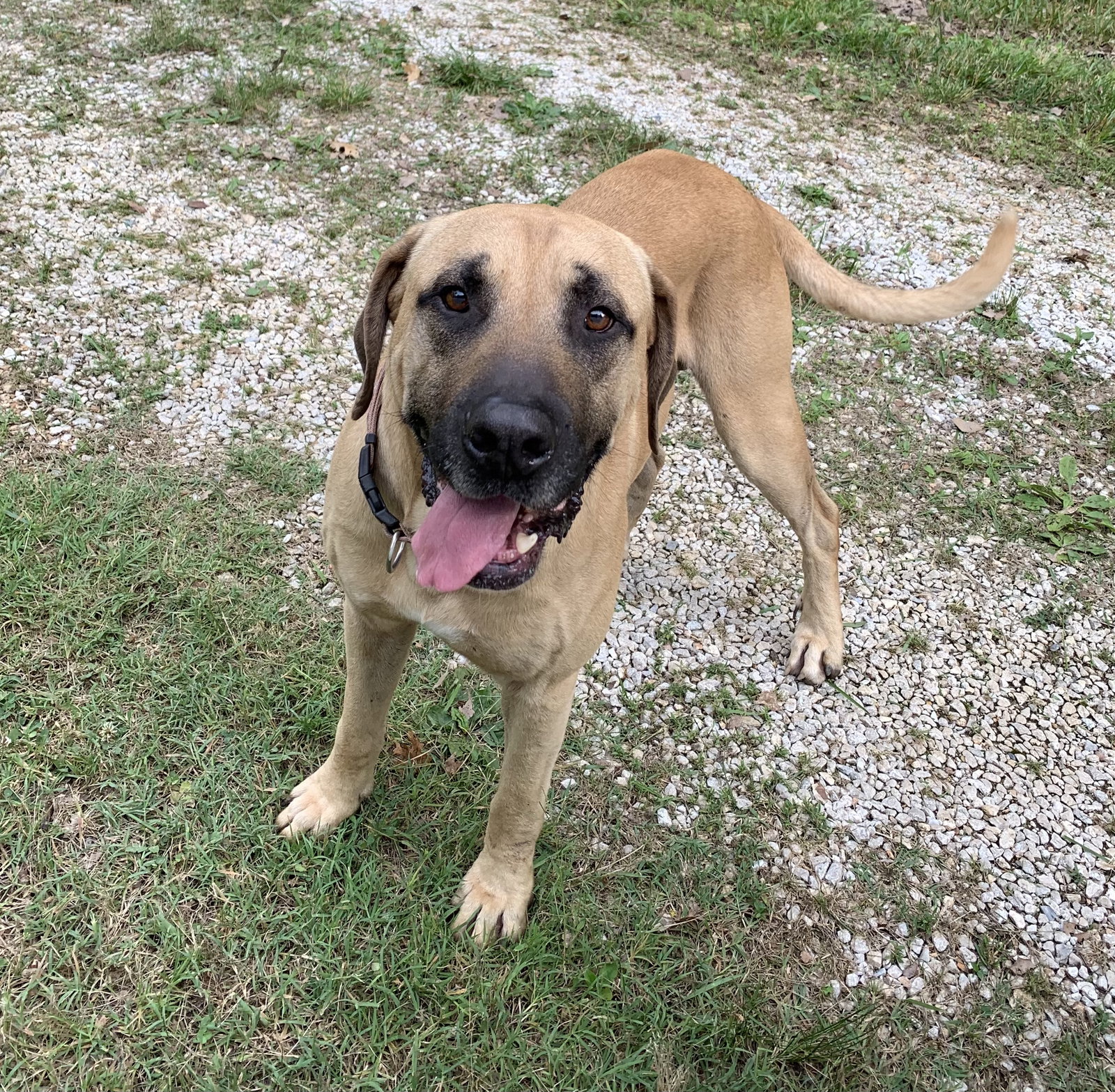 Dog for Adoption - Roman & Todd, a Mastiff in Boone County, AR | Alpha Paw