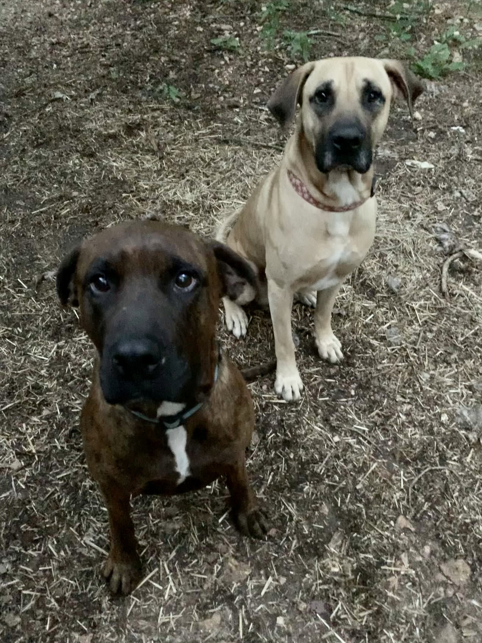 Dog for Adoption - Roman & Todd, a Mastiff in Boone County, AR | Alpha Paw