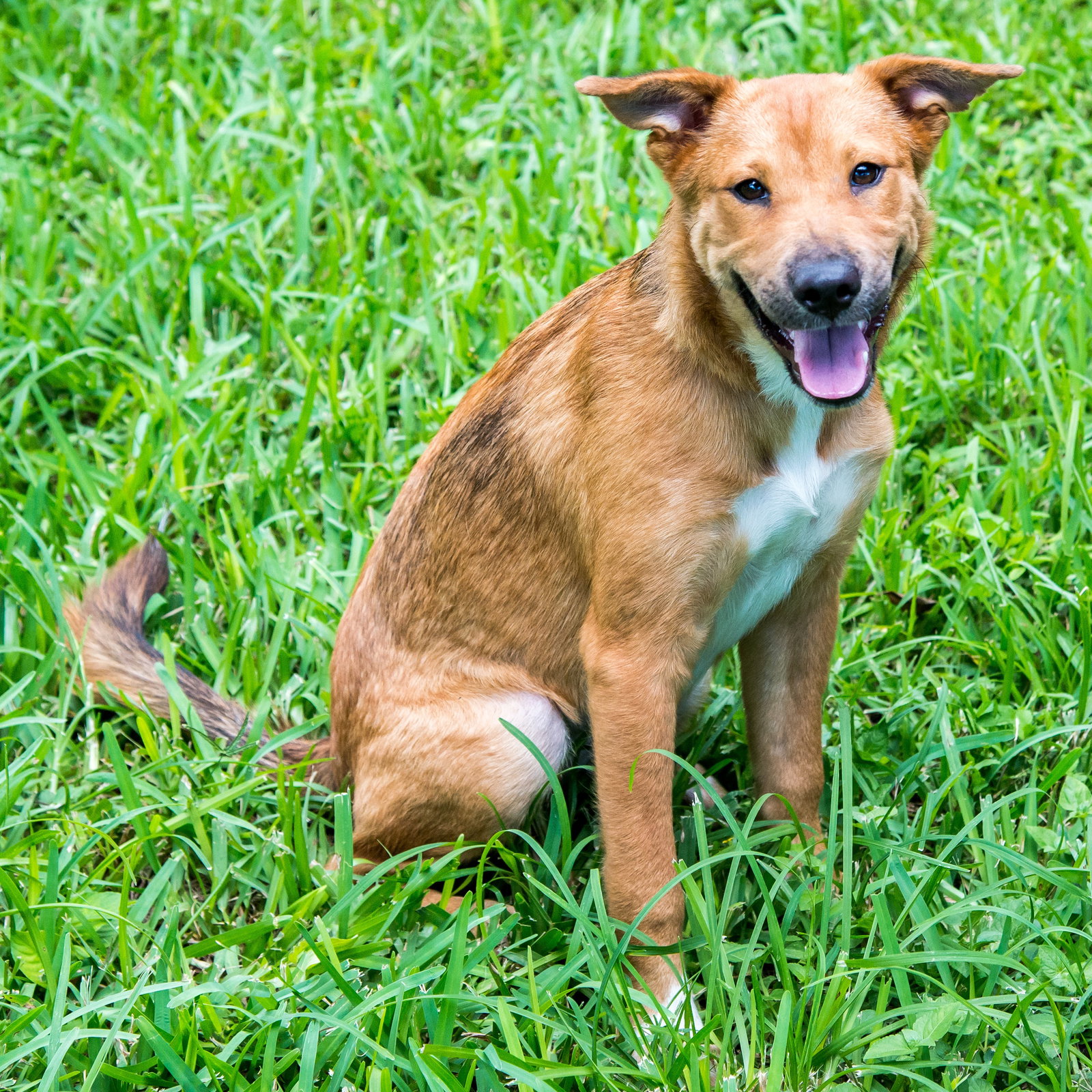 Dog for Adoption - Shylo, a Labrador Retriever in Islamorada, FL ...
