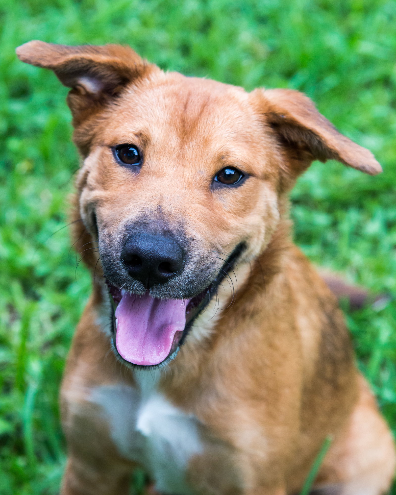 Dog for Adoption - Shylo, a Labrador Retriever in Islamorada, FL ...