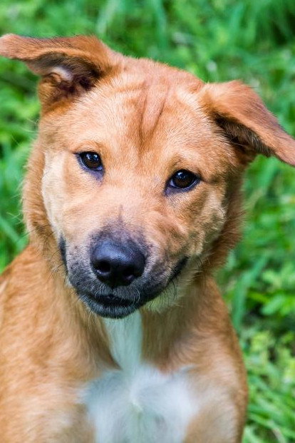 Dog for Adoption - Shylo, a Labrador Retriever in Islamorada, FL ...
