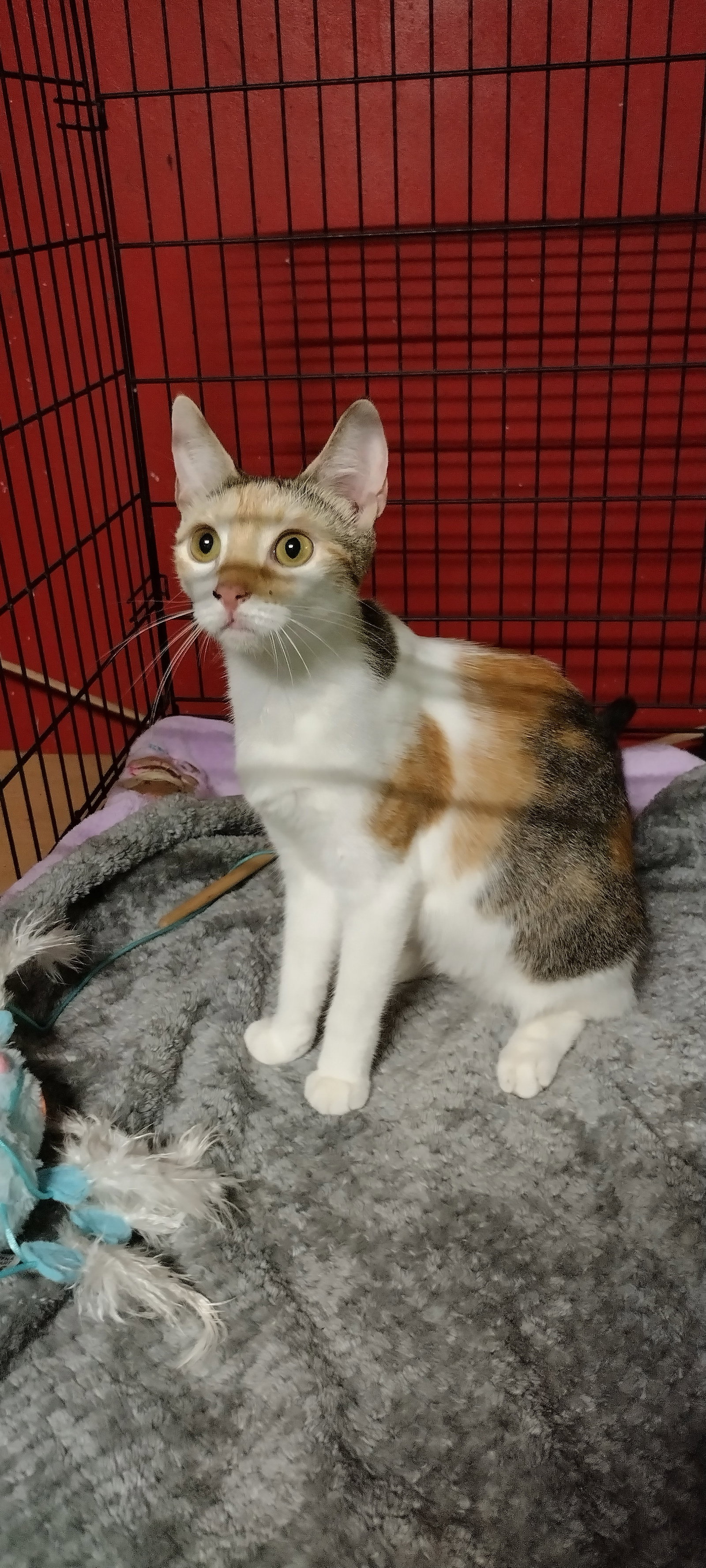 Cats for Adoption in Surfside, Florida | Alpha Paw