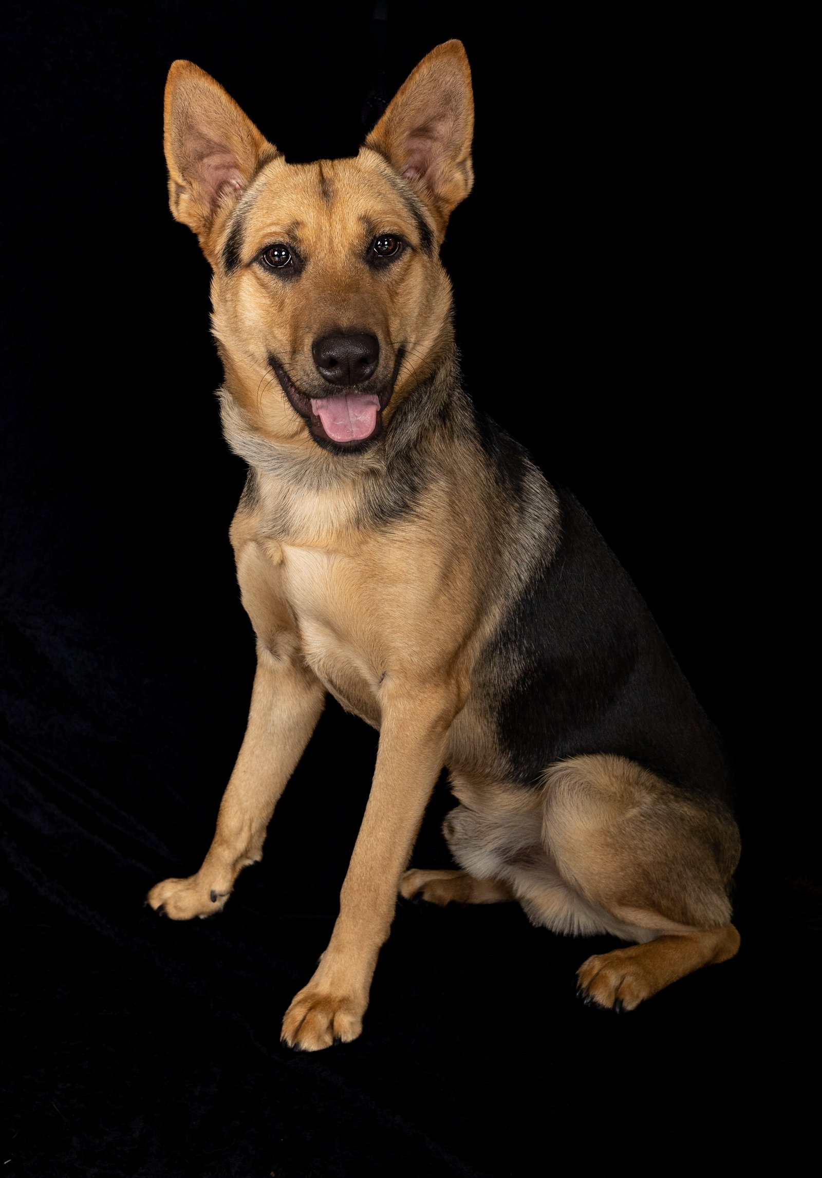 Dog for Adoption - Junior, a Shepherd in Virginia Gardens, FL | Alpha Paw
