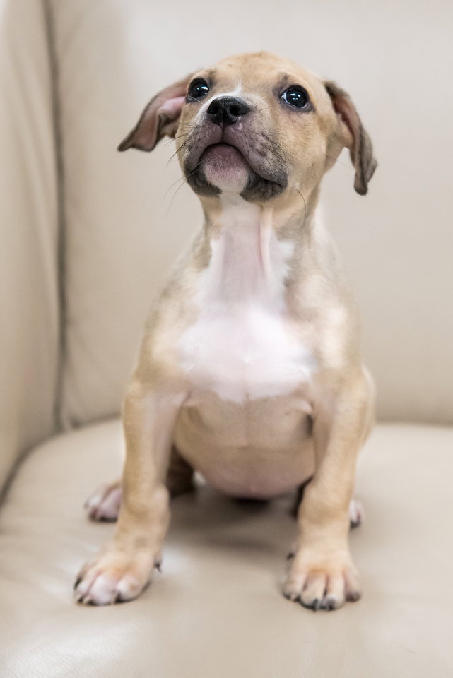 Dog for Adoption - Baby Stuart, a Bulldog in Sweetwater, FL | Alpha Paw